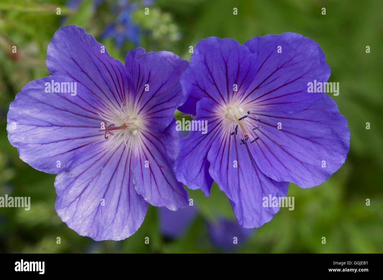 Orion hi-res stock photography and images - Alamy