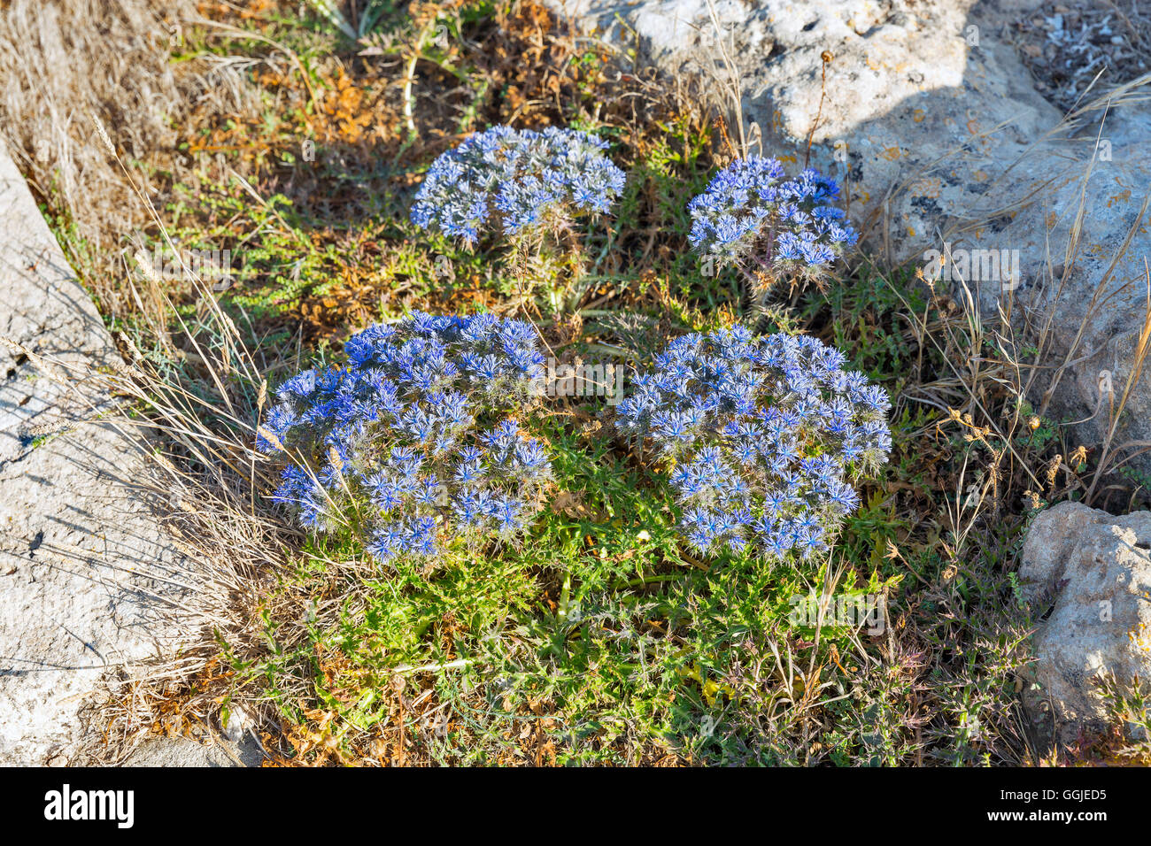 Blue spiky flowers hi-res stock photography and images - Alamy