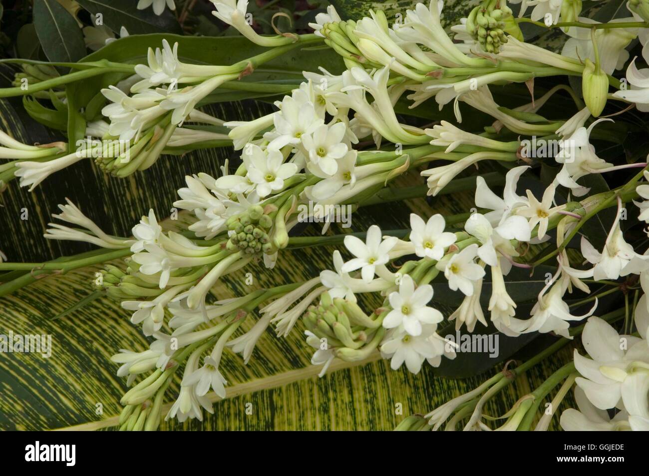 Polianthes tuberosa- - Tuberose MIW251338 Stock Photo - Alamy