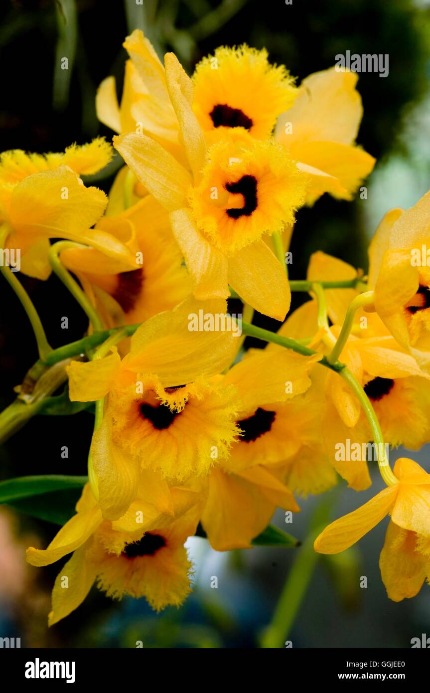 Densiflorum hi-res stock photography and images - Alamy