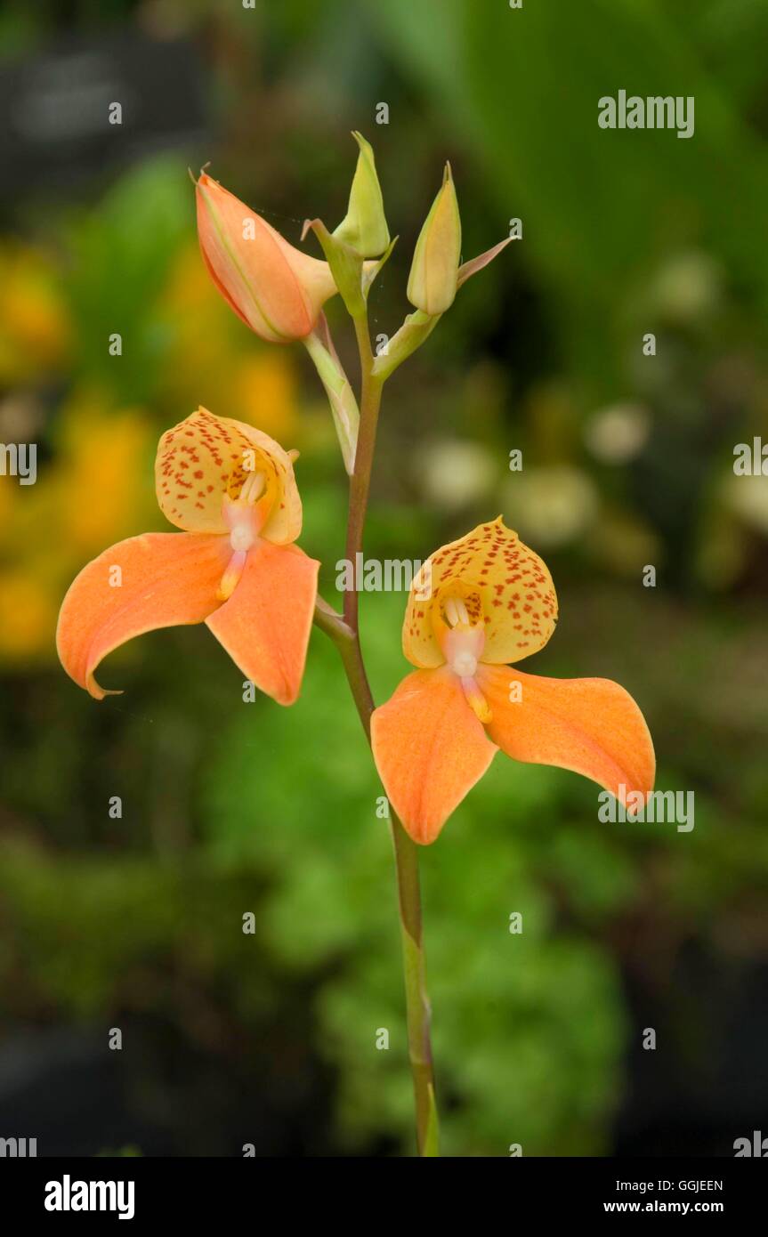 Kewensis hi-res stock photography and images - Alamy