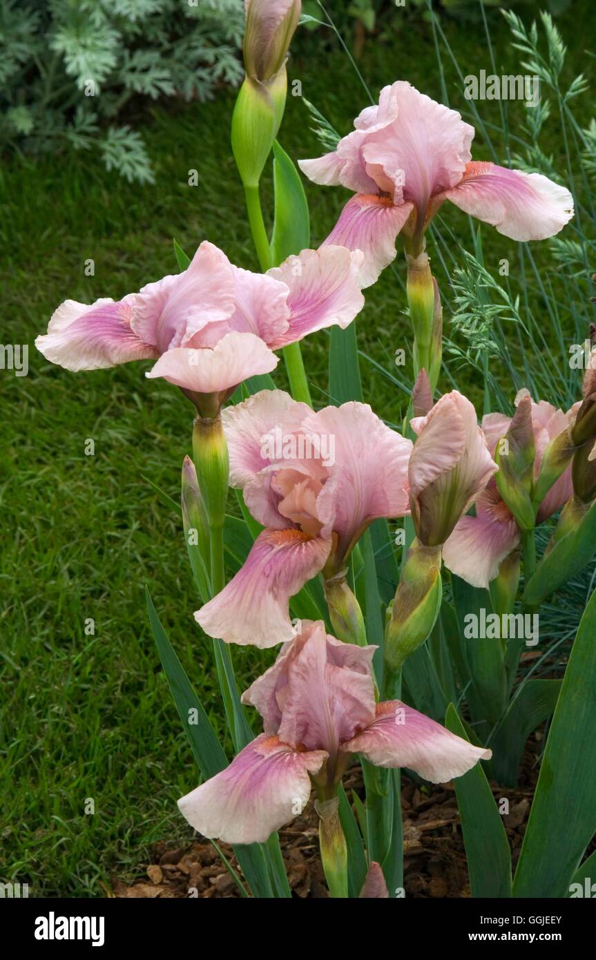 Iris 'Raspberry Blush' MIW251370 Stock Photo - Alamy