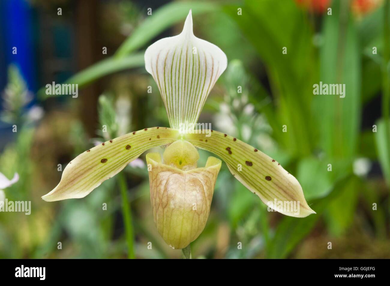 Paphiopedilum tonsum MIW251376 Stock Photo - Alamy