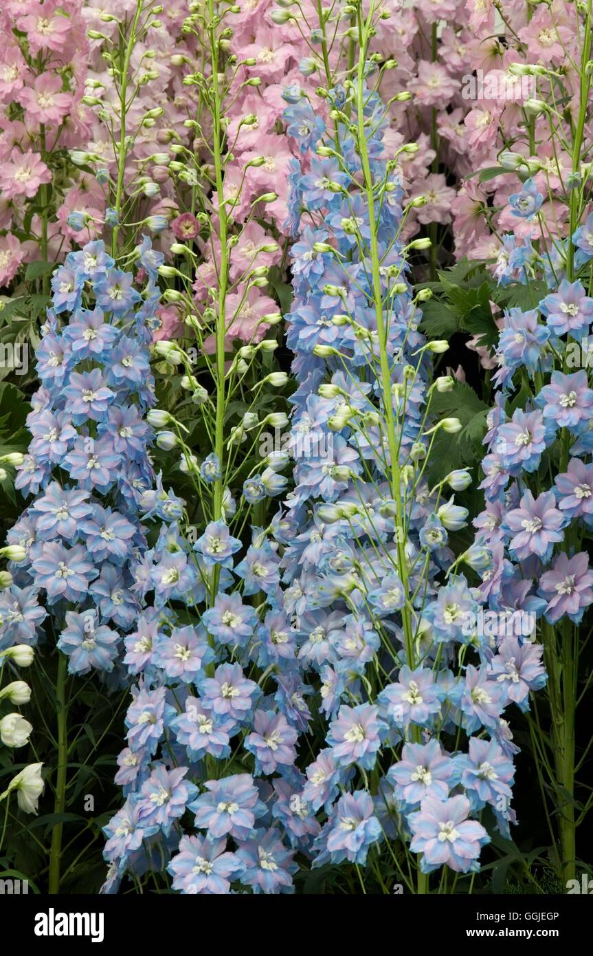 Vespers hi-res stock photography and images - Alamy