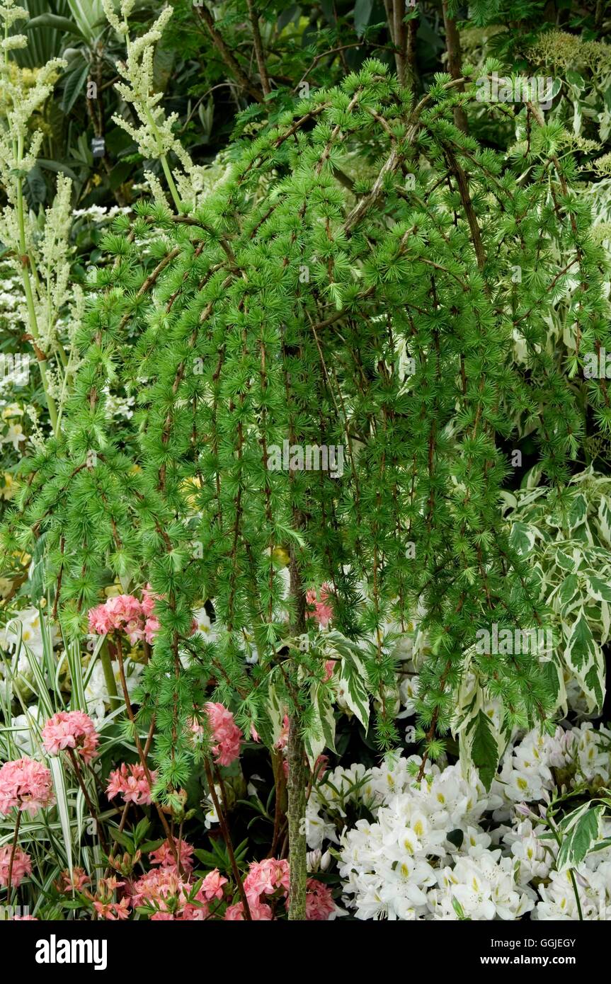 Larix decidua 'Horstman Recurva' MIW251400 Stock Photo - Alamy