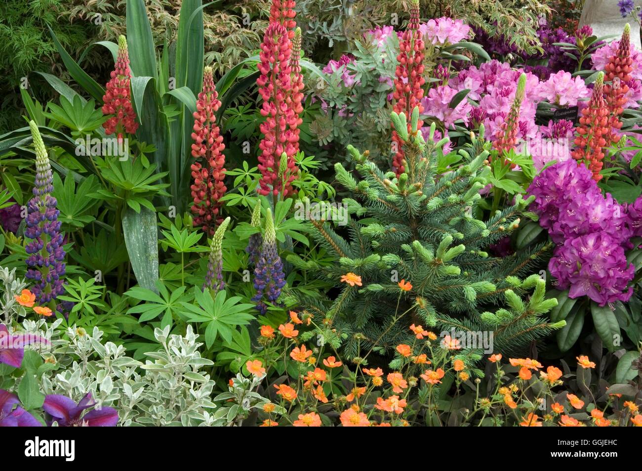 Summer Border MIW251404 Stock Photo - Alamy