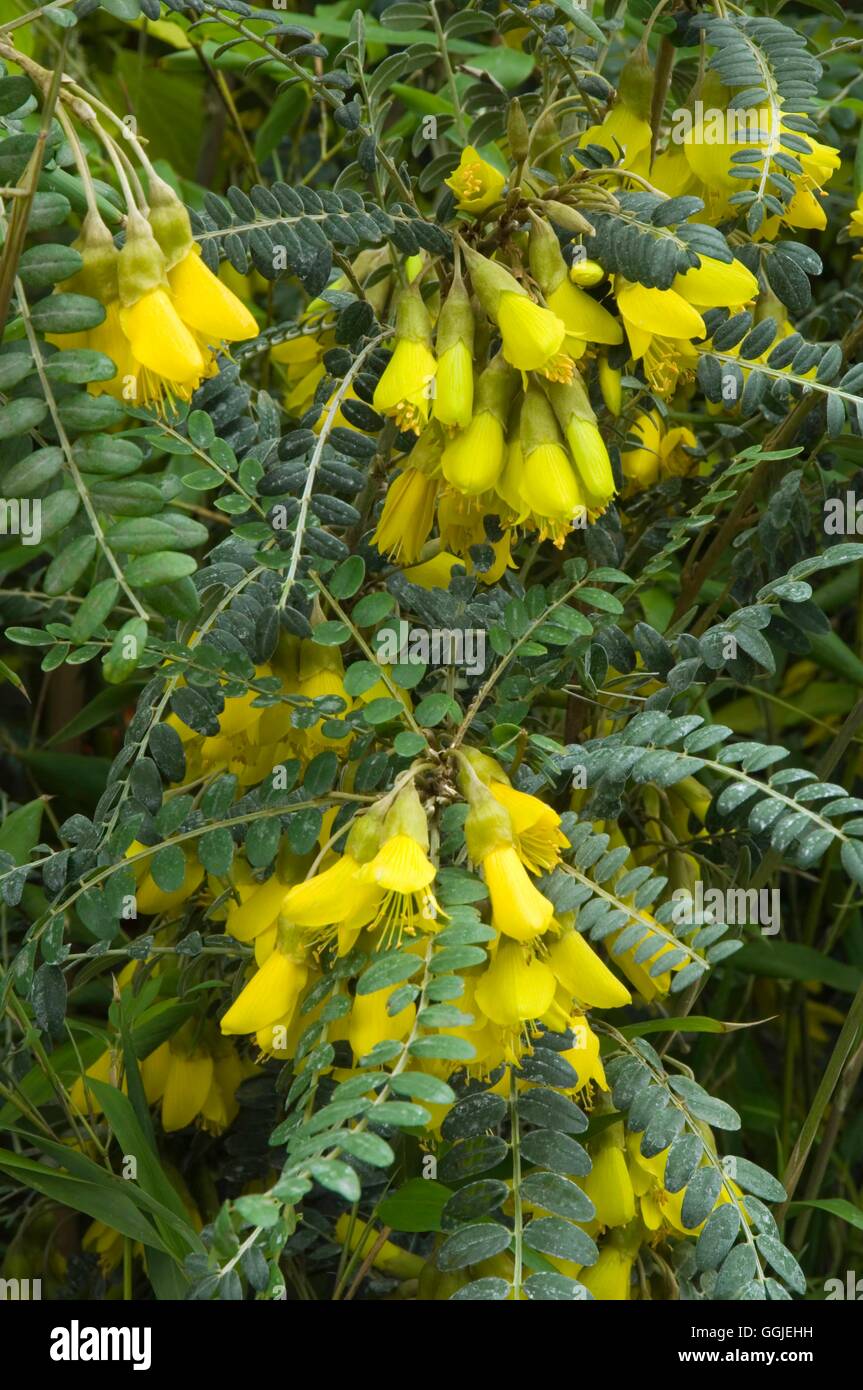 Sophora 'Sun King' MIW251408 Stock Photo - Alamy