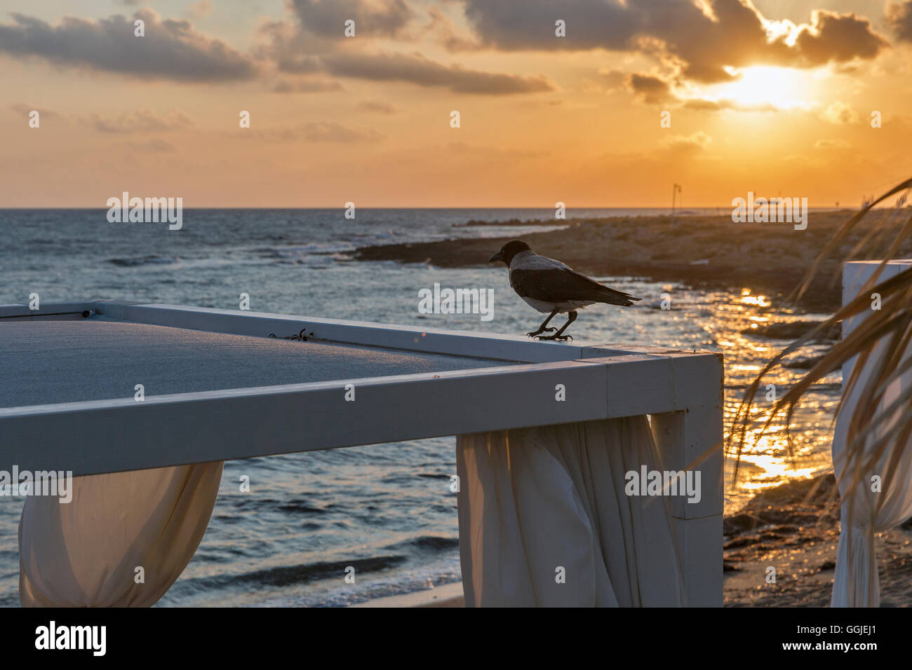 Sunset pavilion at a Paphos beach in Cyprus. Crow on the pavilion roof ...