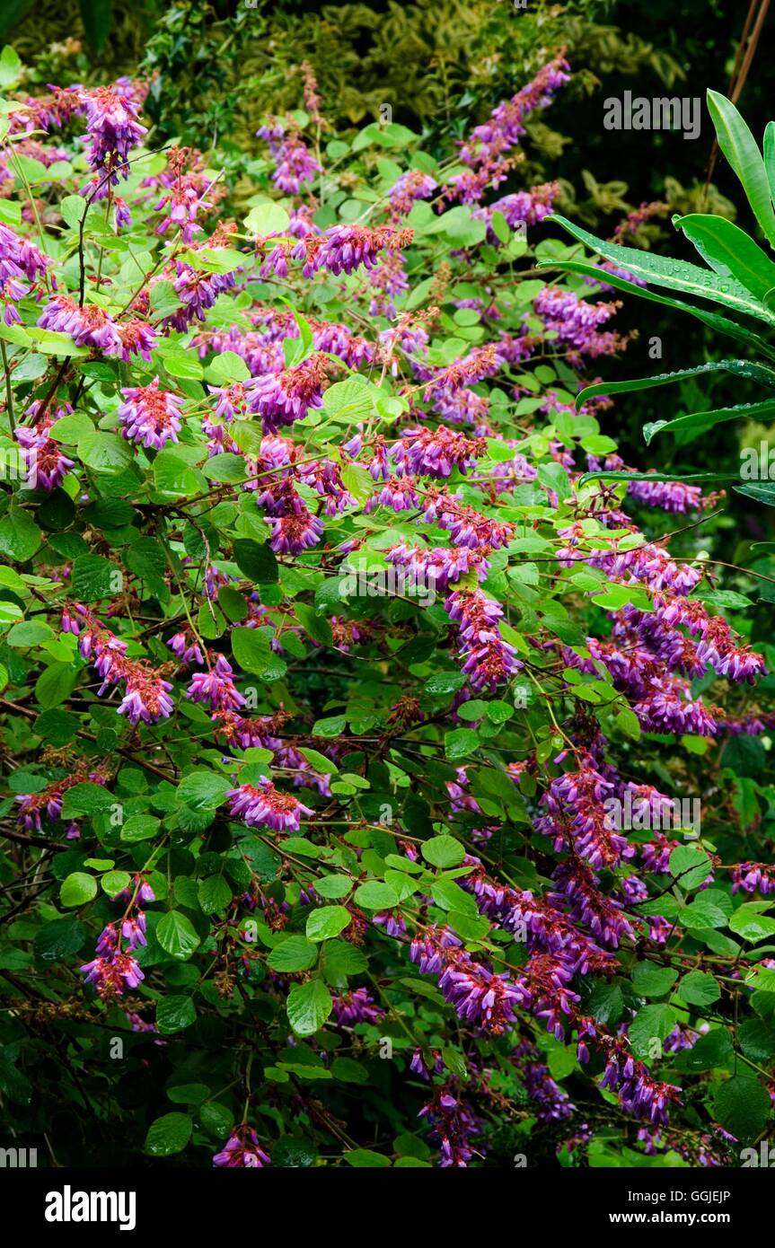 Desmodium hi-res stock photography and images - Alamy