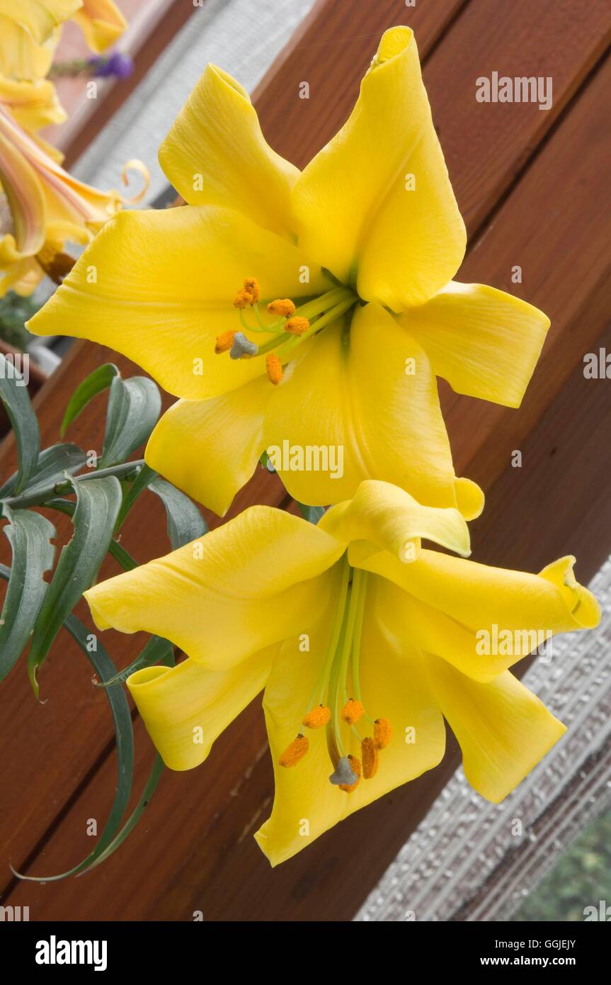 Lilium 'Golden Splendour' MIW251438 Stock Photo - Alamy