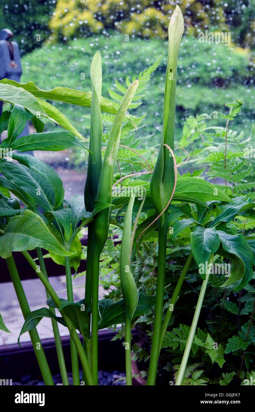 Pinellia hi-res stock photography and images - Alamy