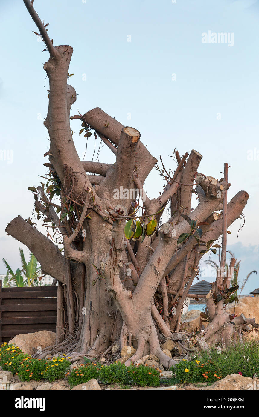 Ficus tree trunk hi-res stock photography and images - Alamy