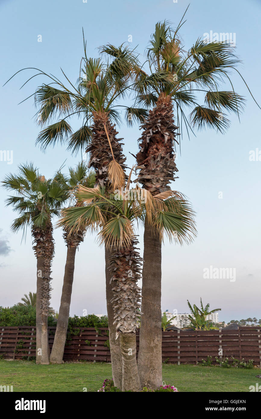Green grass palm tree hi-res stock photography and images - Alamy