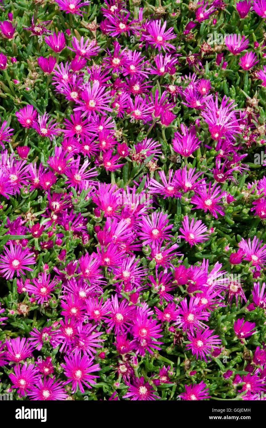 Delosperma acuminata MIW251466 Stock Photo - Alamy