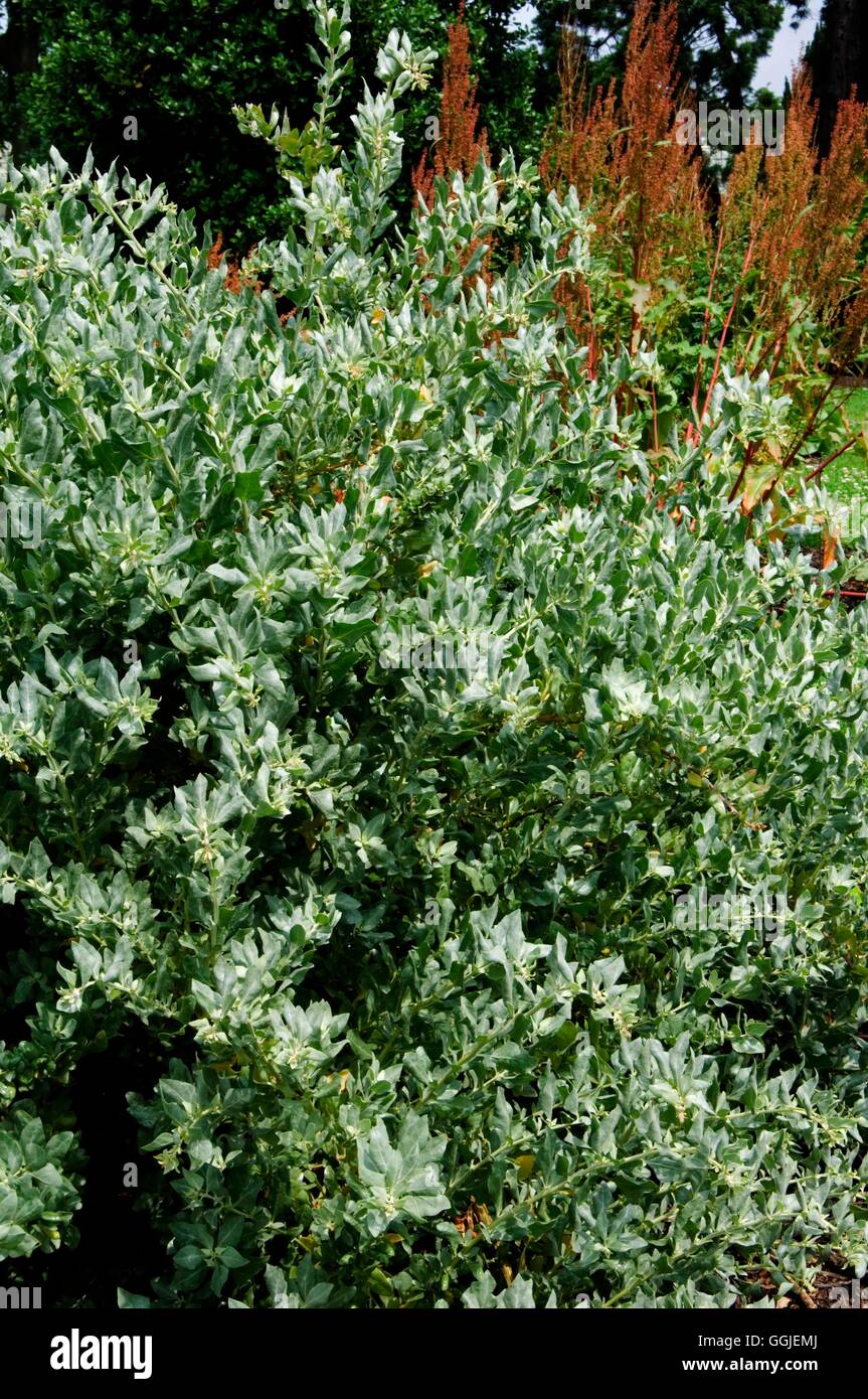 Atriplex halimus hi-res stock photography and images - Alamy