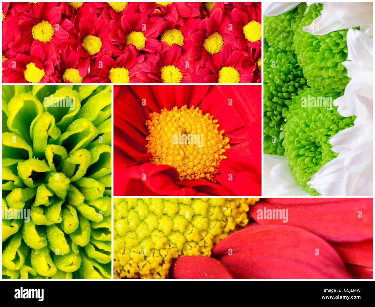 Photo collage of flowers close-up Stock Photo - Alamy