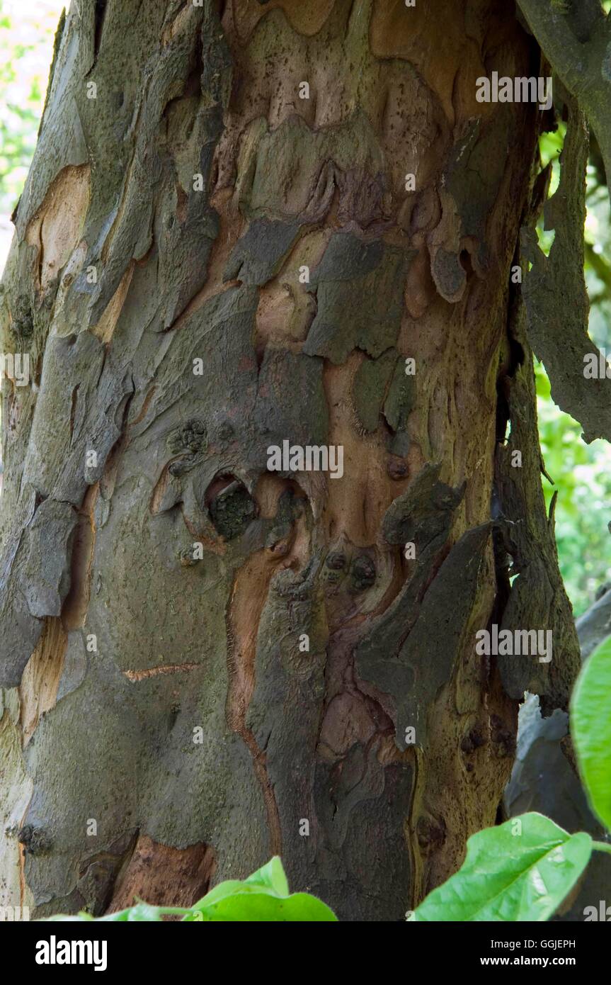 Cydonia hi-res stock photography and images - Alamy