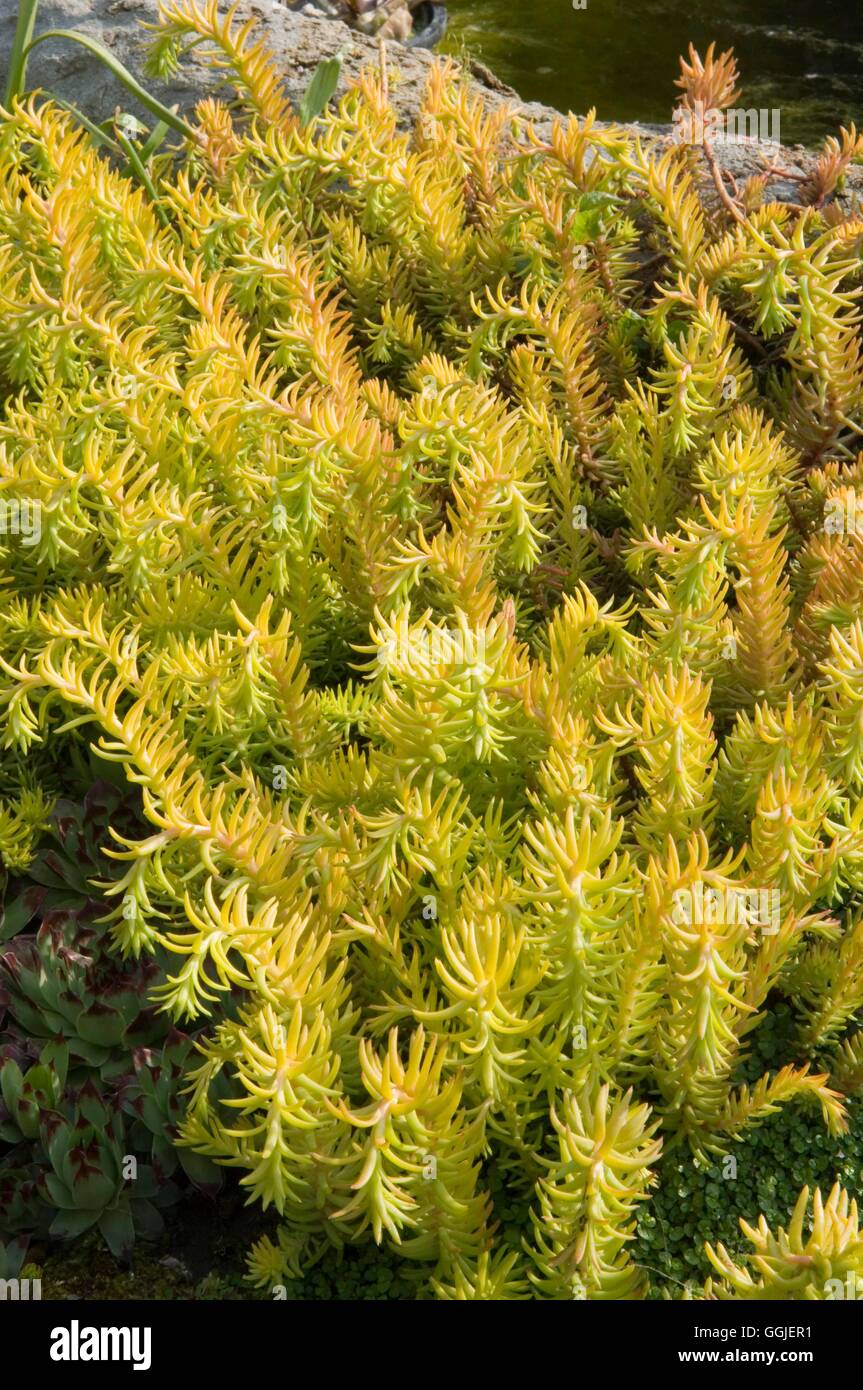 Sedum tenuifolium MIW251514 Stock Photo - Alamy