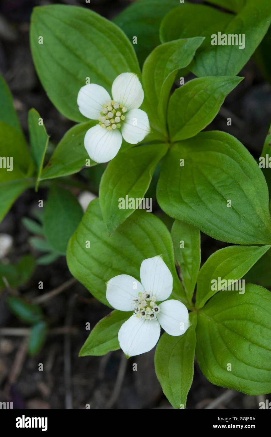 Cornus canadensis MIW251517 Stock Photo - Alamy