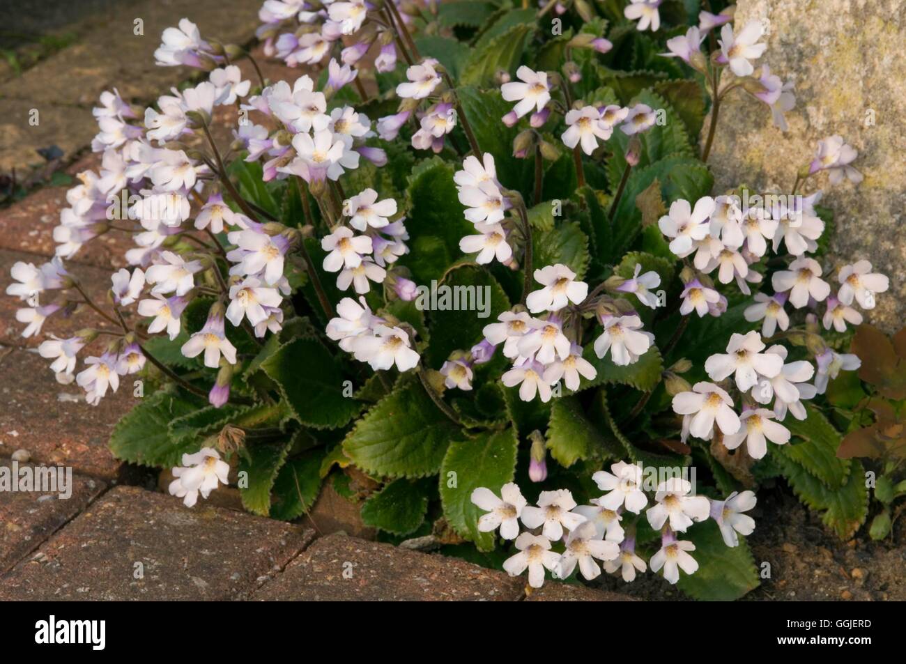 Rhodopensis High Resolution Stock Photography and Images - Alamy