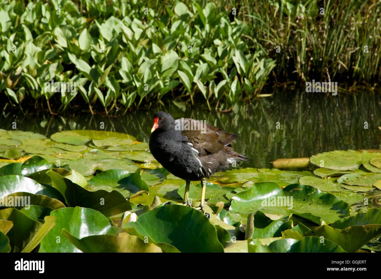 The moorhen hi-res stock photography and images - Alamy