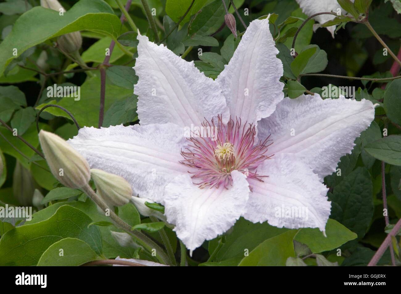 Clematis 'Marmori' MIW251530 Stock Photo - Alamy