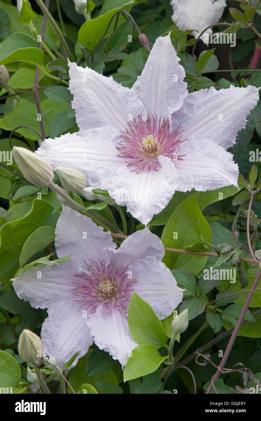 Clematis 'Marmori' MIW251531 Stock Photo - Alamy