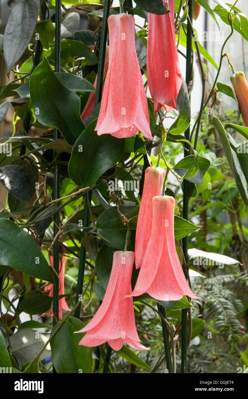 Lapageria rosea hi-res stock photography and images - Alamy