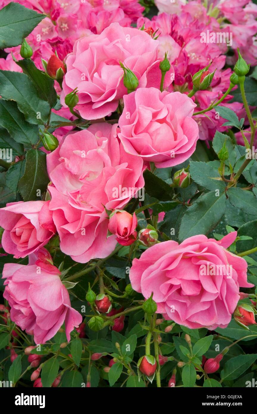 Rosa 'Carribean Dawn' MIW251577 Stock Photo - Alamy