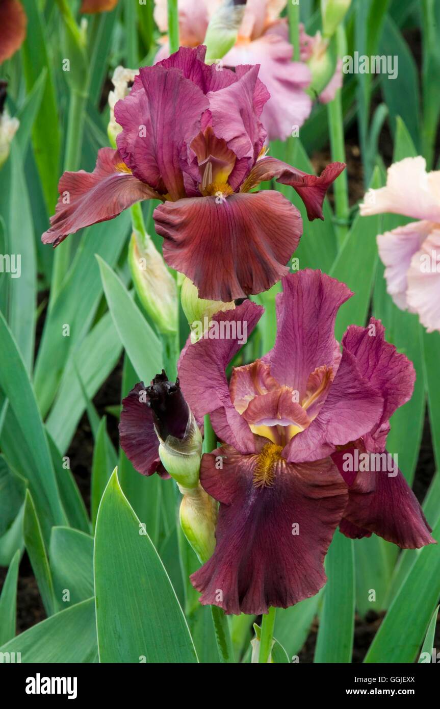 Iris germanica ruby moon miw251583 hi-res stock photography and images ...