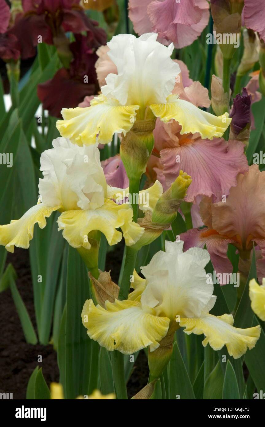 Iris germanica 'Smiling Faces' MIW251586 Stock Photo - Alamy