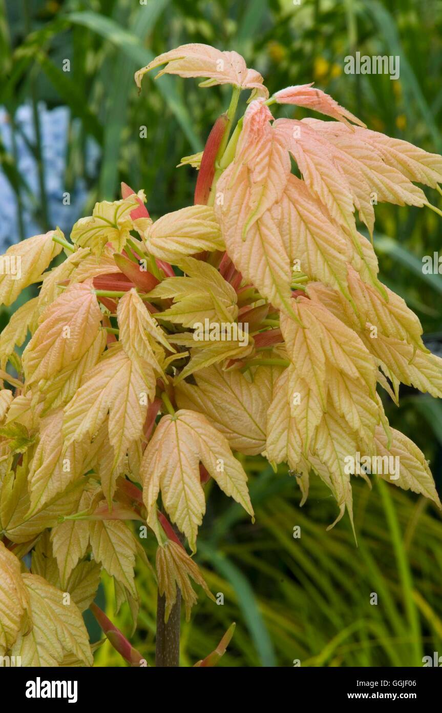Acer pseudoplatanus 'Sunshine' MIW251606 Stock Photo - Alamy