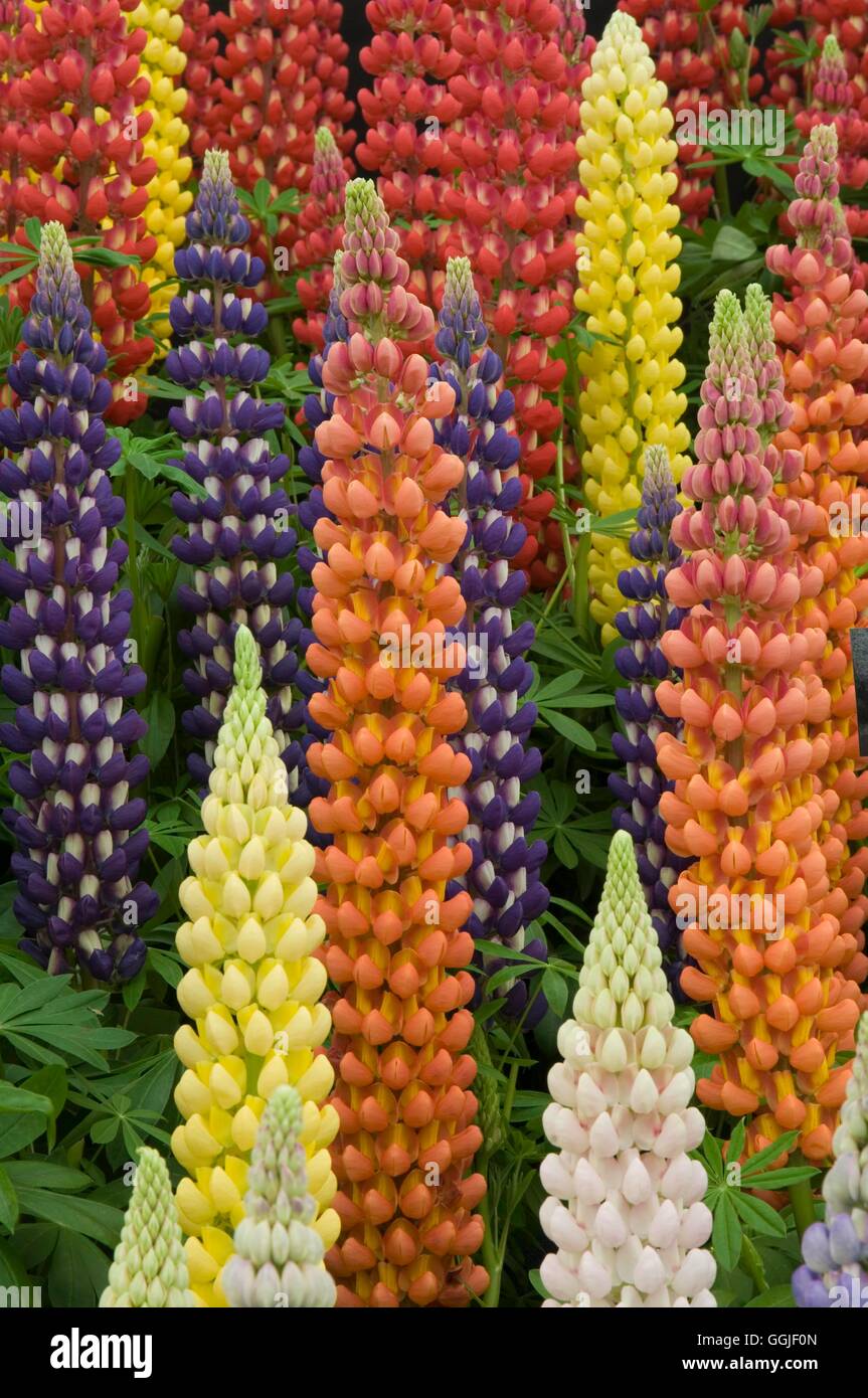 Mixed lupins hi-res stock photography and images - Alamy