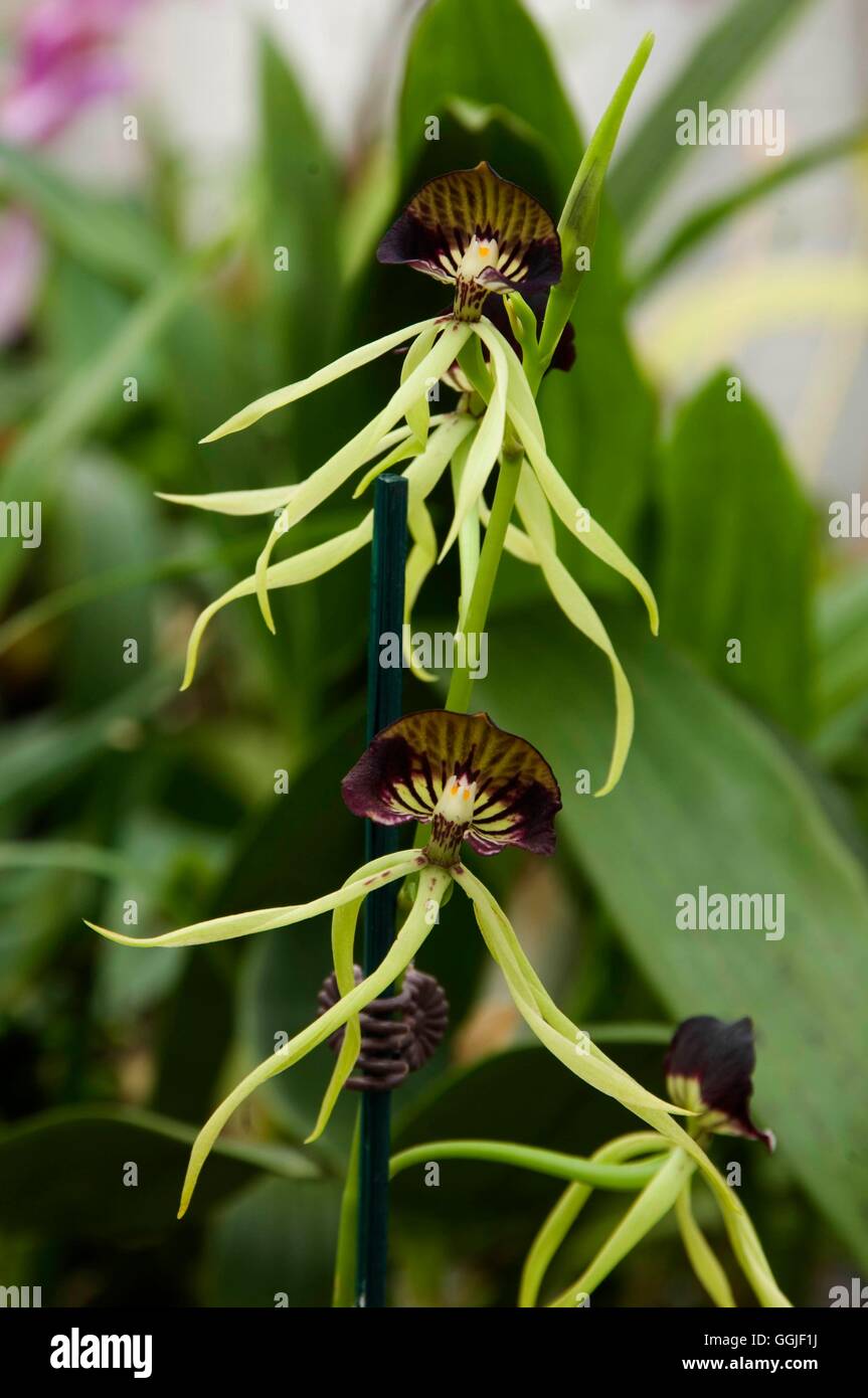 Encyclia cochleata- - Clamshell Orchid MIW251641 Stock Photo - Alamy