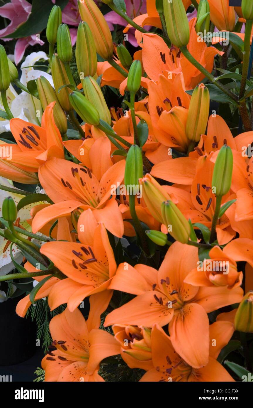 Lilium tresor hi-res stock photography and images - Alamy