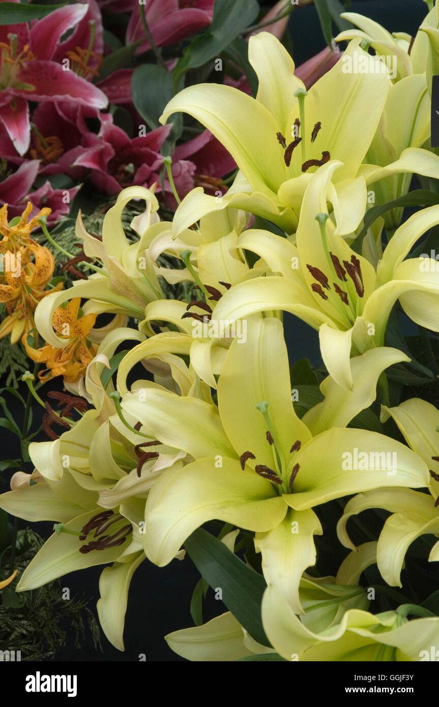 Lilium 'Yellow Queen' MIW251680 Stock Photo - Alamy