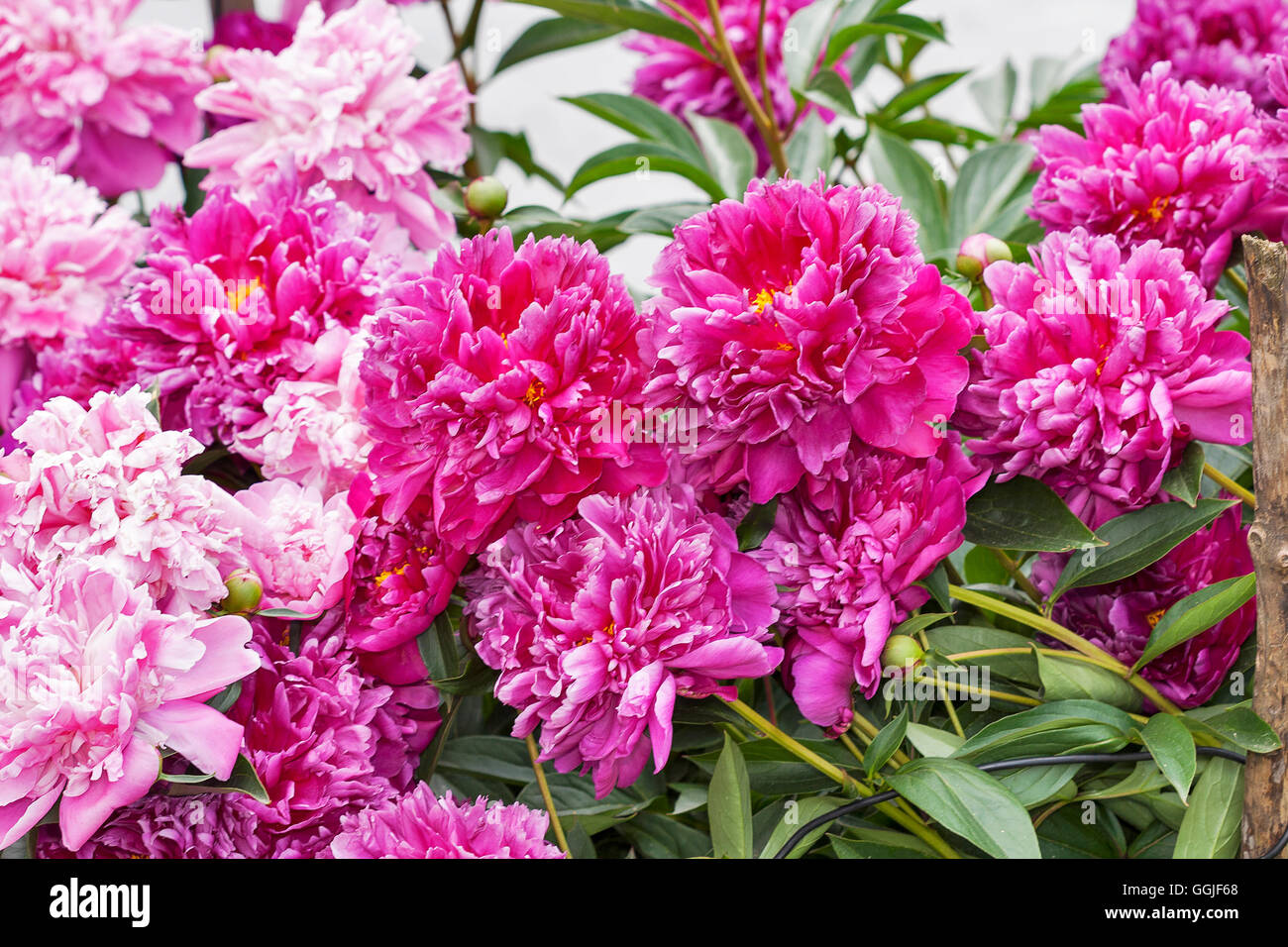 Pink Peony Bush in the garden closeup Stock Photo - Alamy