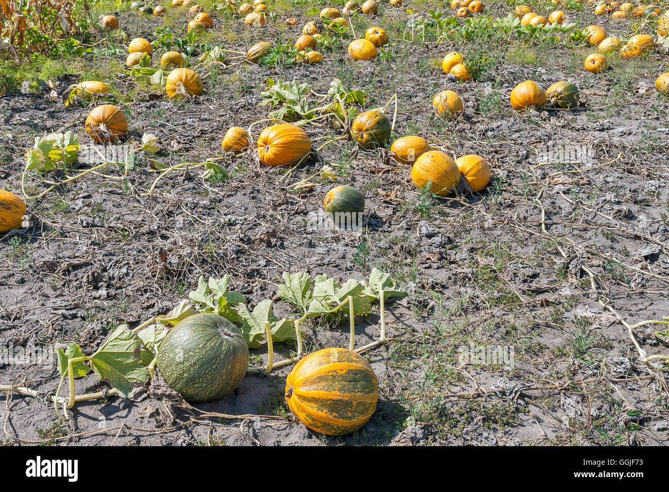 Pumpkin harvest field hi-res stock photography and images - Alamy