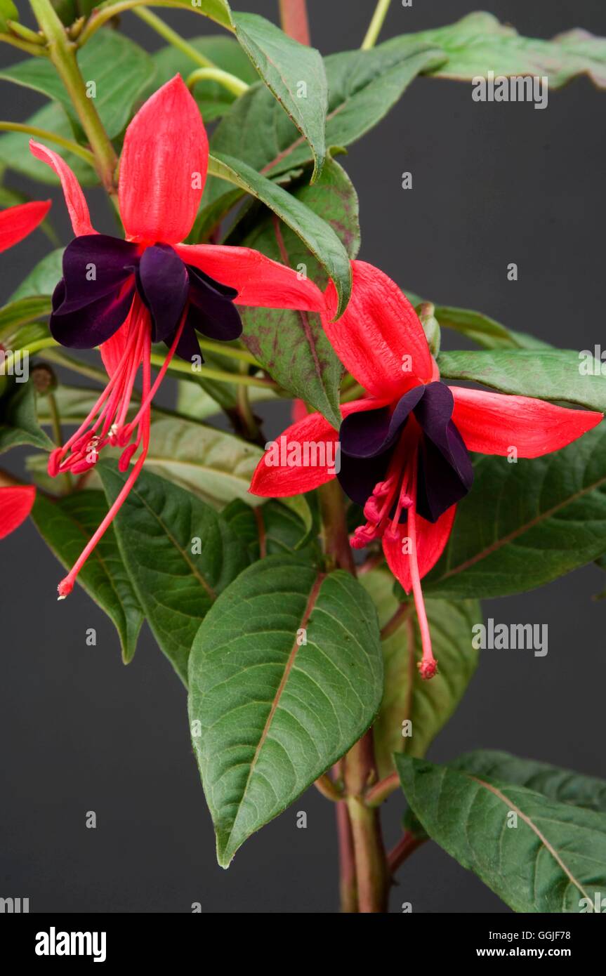Fuchsia 'Lady Boothby' MIW251743 Stock Photo - Alamy
