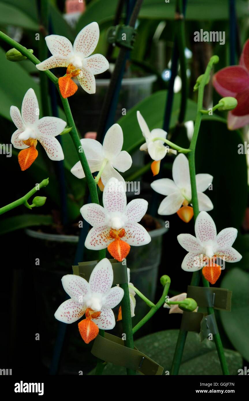 Orchid phalaenopsis mini mark hi-res stock photography and images - Alamy