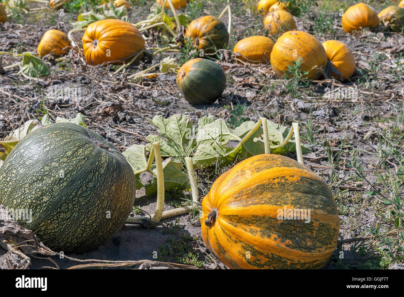 Field full of ripe pumpkins. Autumn farm harvest Stock Photo - Alamy