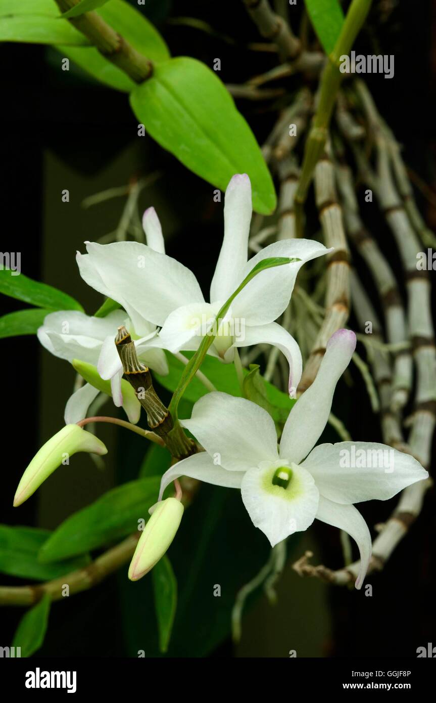 Dendrobium hi-res stock photography and images - Alamy