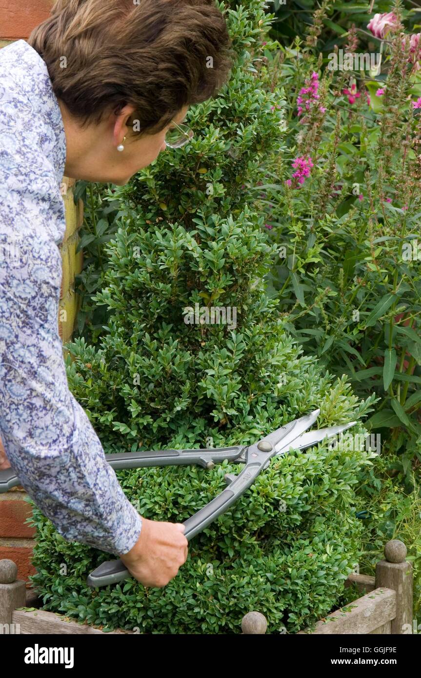 Topiary - Spiral Box- - Buxus being trimmed MIW251791 Stock Photo - Alamy