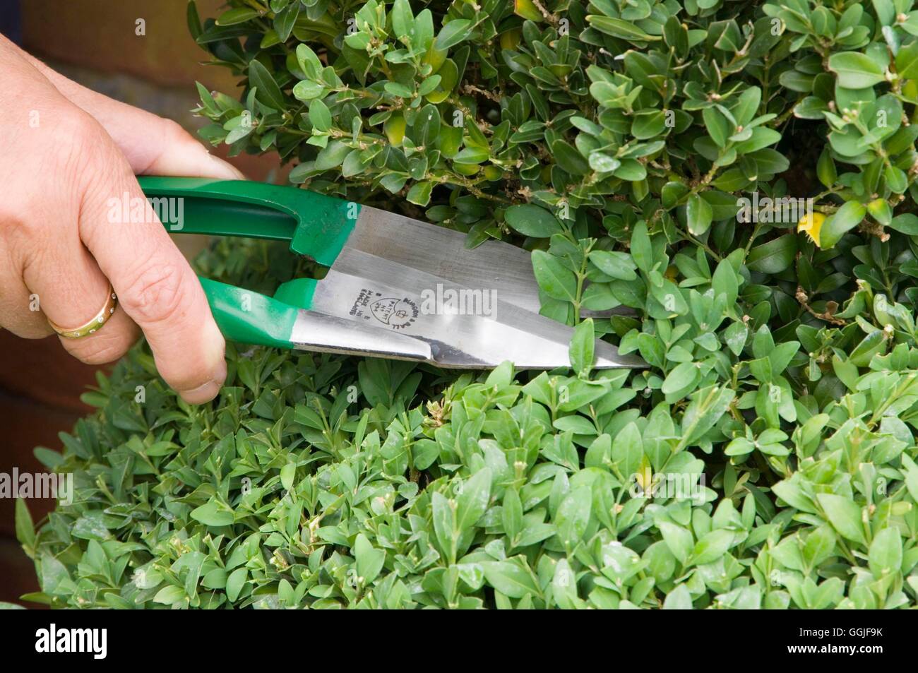 Topiary - Spiral Box- - Trimming Buxus with sheep shears MIW251794 ...