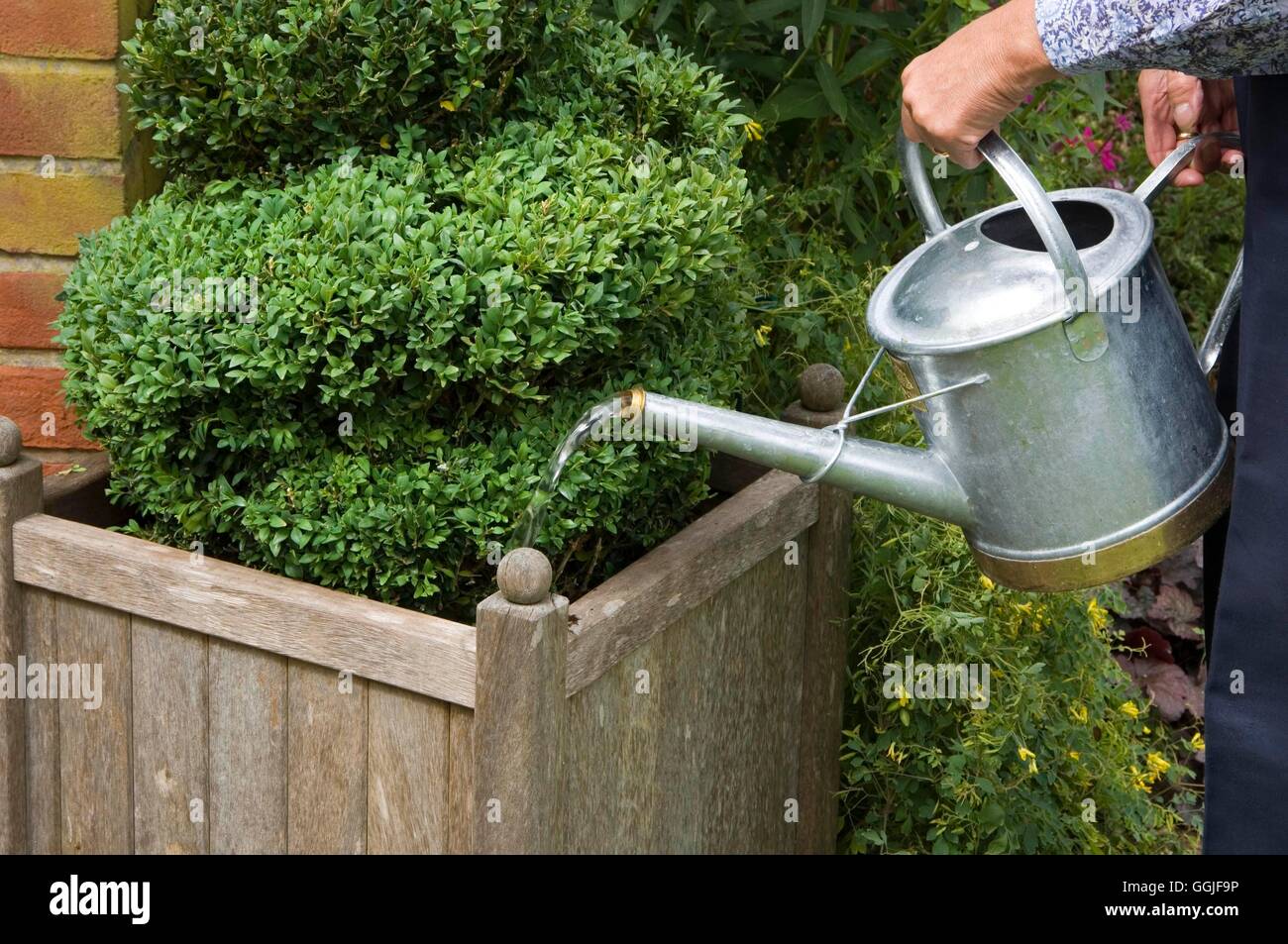Topiary - Spiral Box- watering in fertilzer after trimming MIW251797 ...