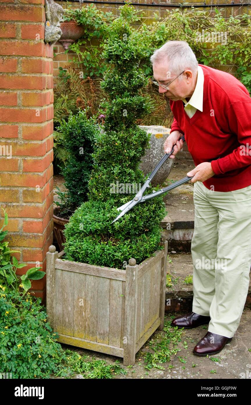 Topiary - Spiral Box- - Buxus being trimmed with shears MIW251800 ...
