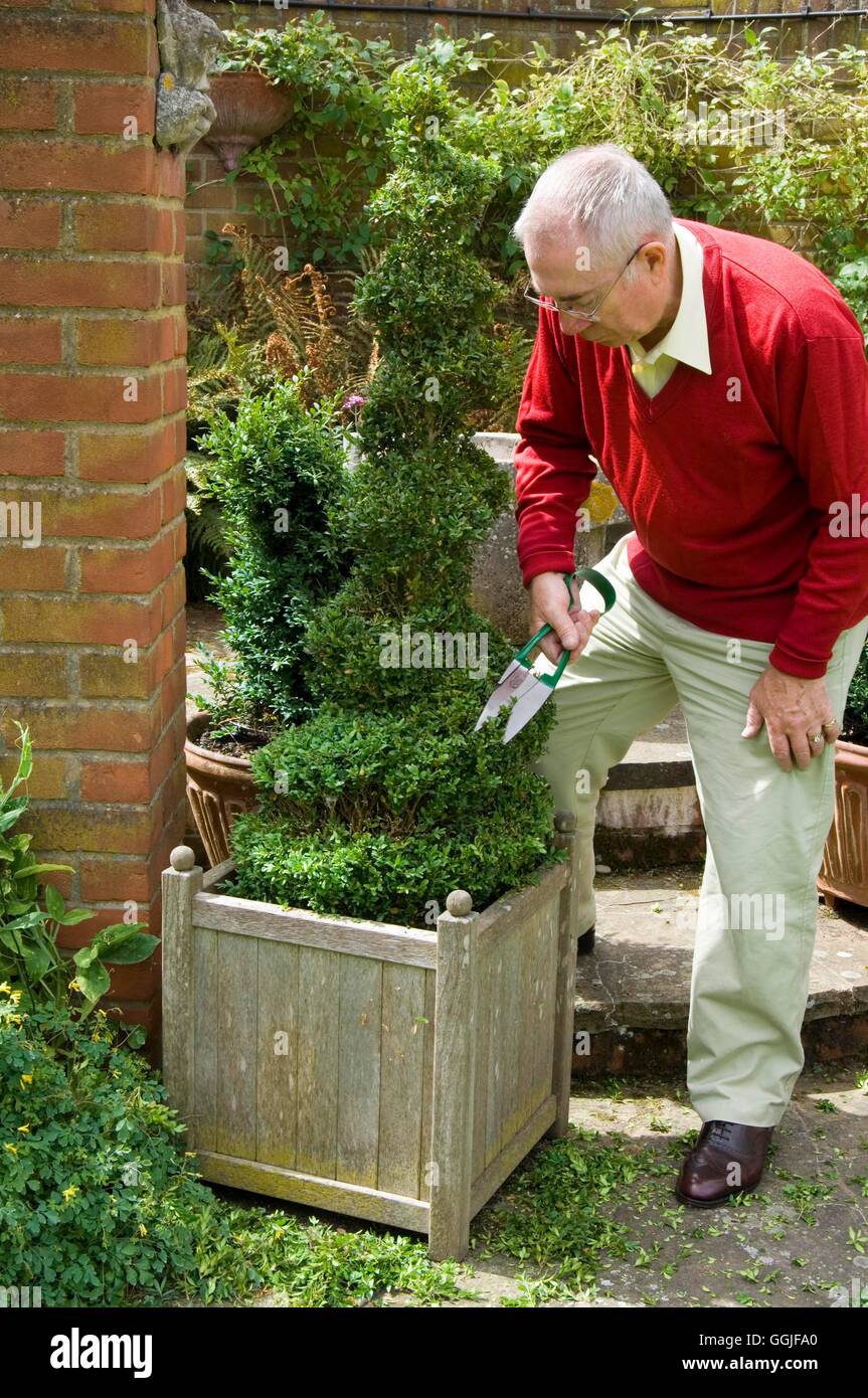 Topiary sheep topiary sheep hi-res stock photography and images - Alamy