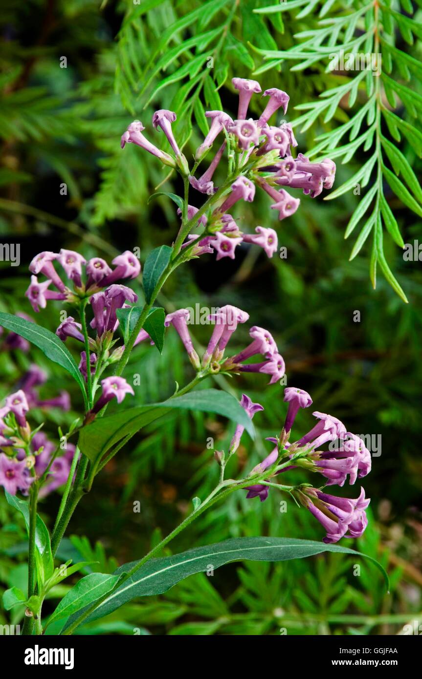 Cestrum parqui 'Cretian Purple' MIW251810 Stock Photo - Alamy