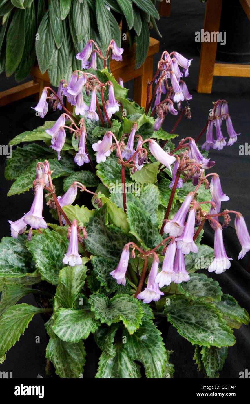 Dianemarie hi-res stock photography and images - Alamy