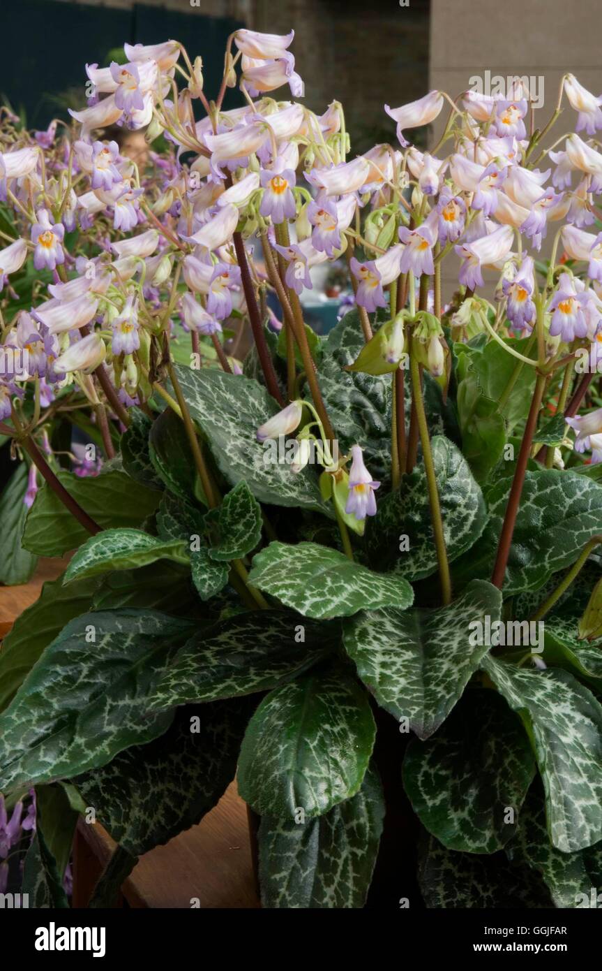 Chirita sinensis 'Hisako' MIW251822 Stock Photo - Alamy